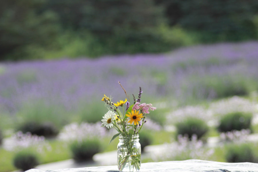 Spring Creek Lavender – U-Pick Lavender & Flower Farm in Upstate NY