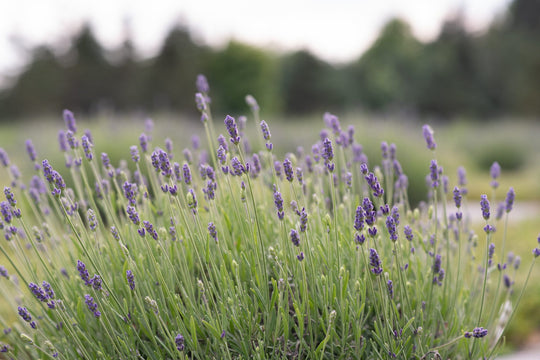 Lavender & Loop: A Lavender Wreath Workshop – Spring Creek Lavender